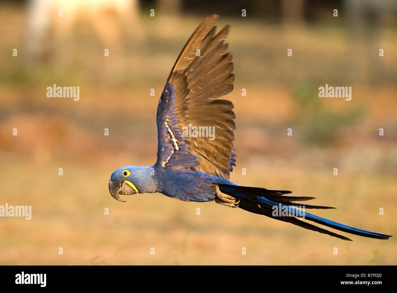 hyacinth macaw Anodorhynchus hyacinthinus in flight Stock Photo - Alamy