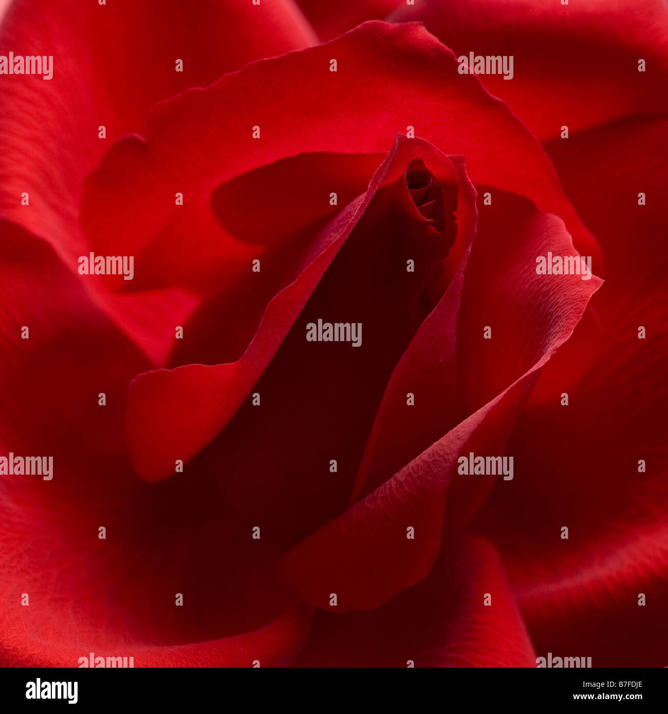 red rose closeup background with twirling petals Stock Photo - Alamy