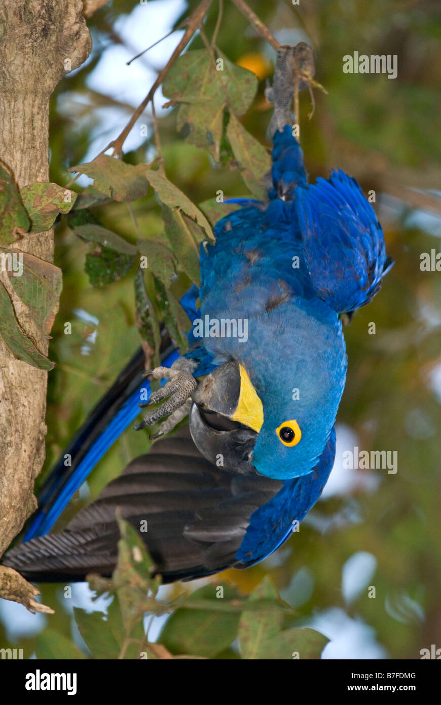 hyacinth macaw Anodorhynchus hyacinthinus feeding Stock Photo - Alamy