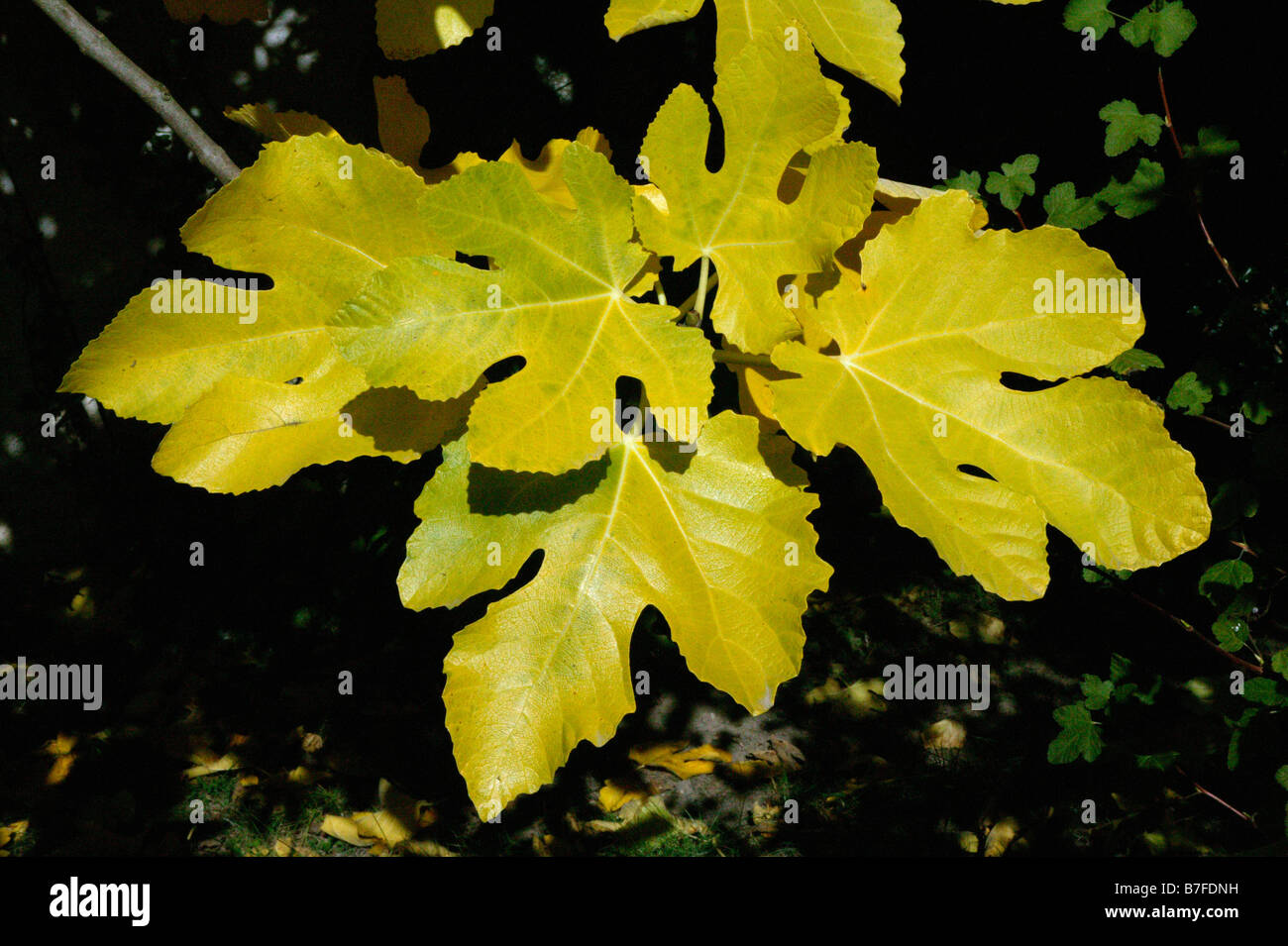 figuer Common Fig Ficus carica ARBRE FLORE MORACEAE FRUIT EUROPE FIGUE ...