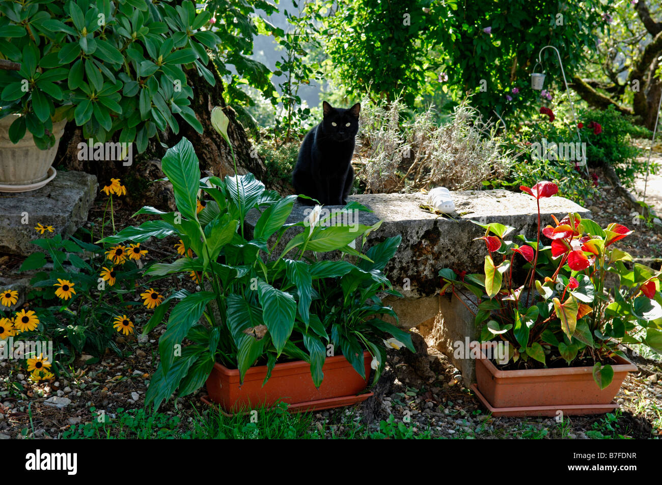 Jura france cat hi-res stock photography and images - Alamy
