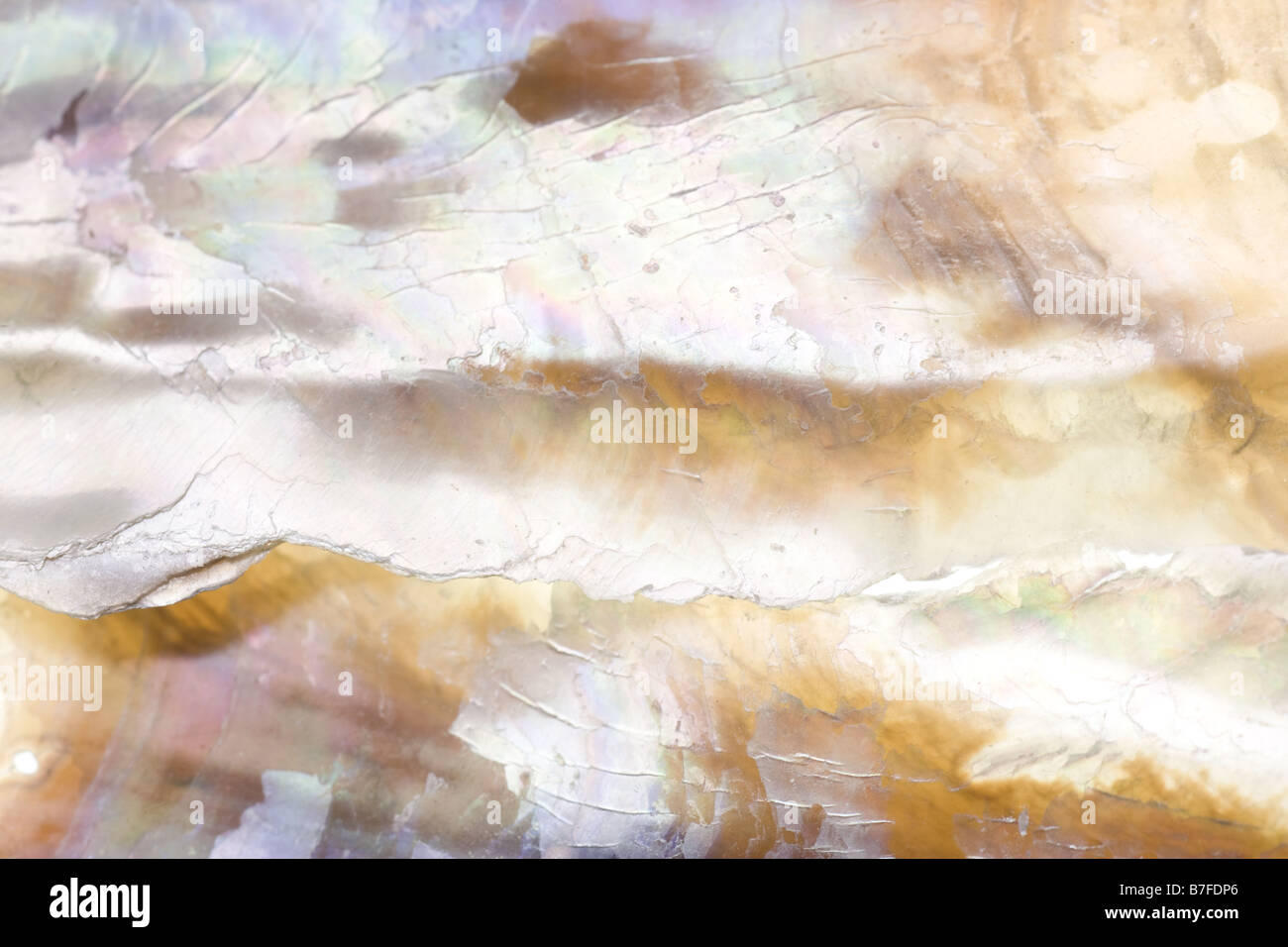 Shell texture hi-res stock photography and images - Alamy