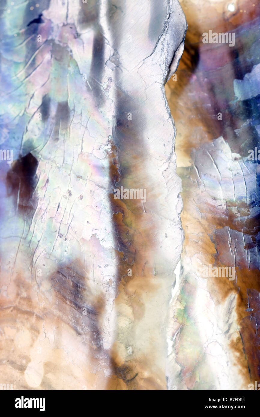 Abalone texture hi-res stock photography and images - Alamy