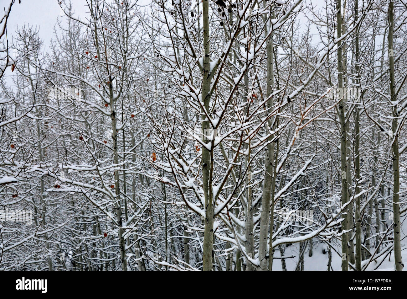 Freezing rain tree usa hi-res stock photography and images - Alamy