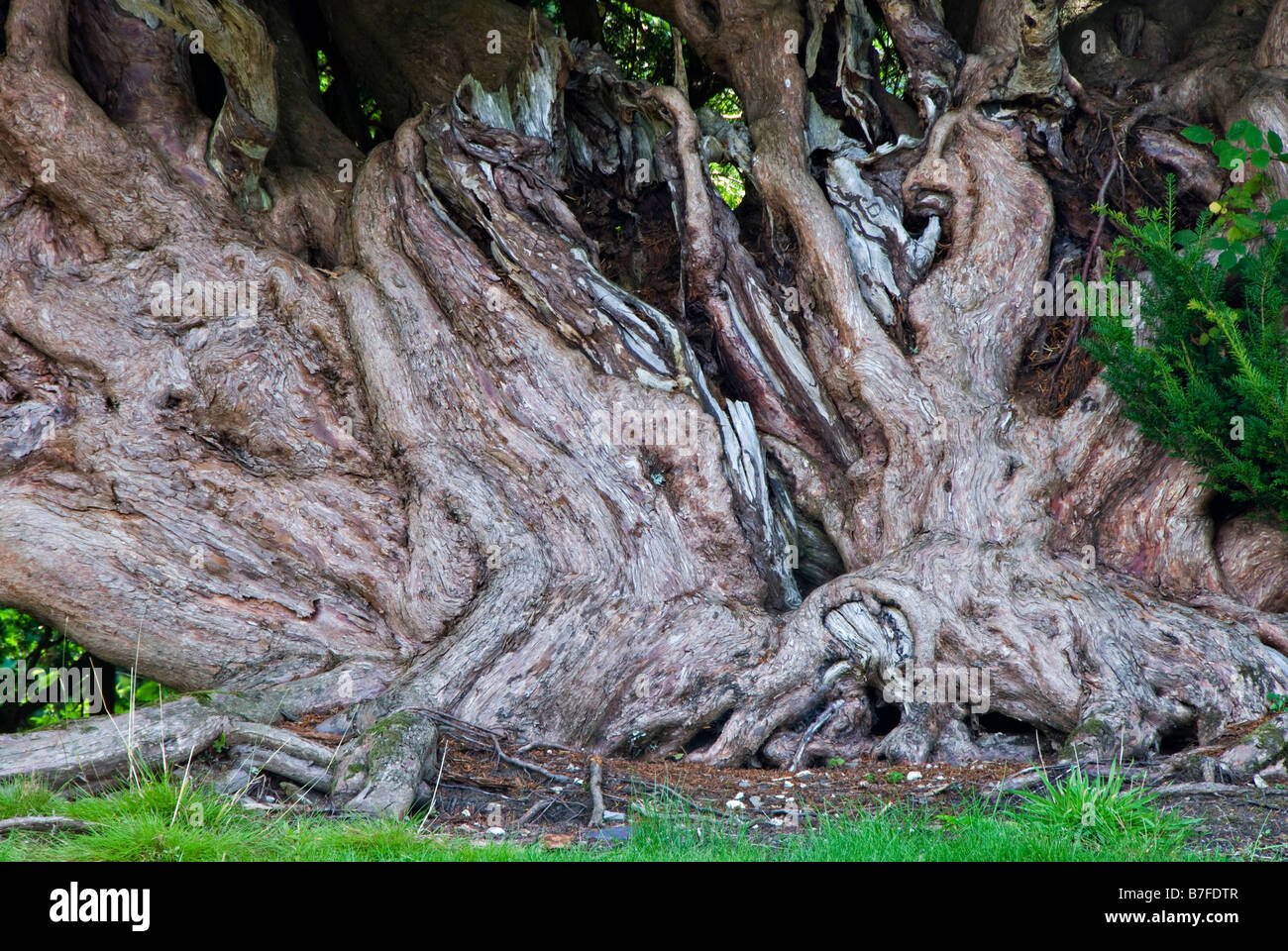 Aberglasney Gardens, Carmarthenshire, Wales, UK. One of the ancient yew ...