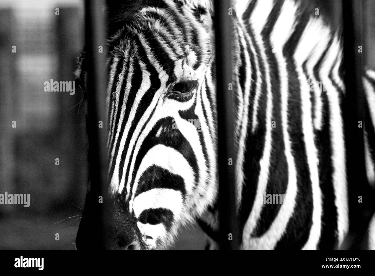 Zebra, London Zoo Stock Photo - Alamy