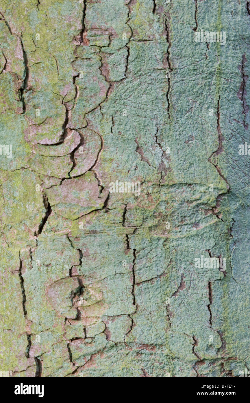 Tree bark Adel Nature Reserve Yorkshire Wildlife Trust Leeds West ...