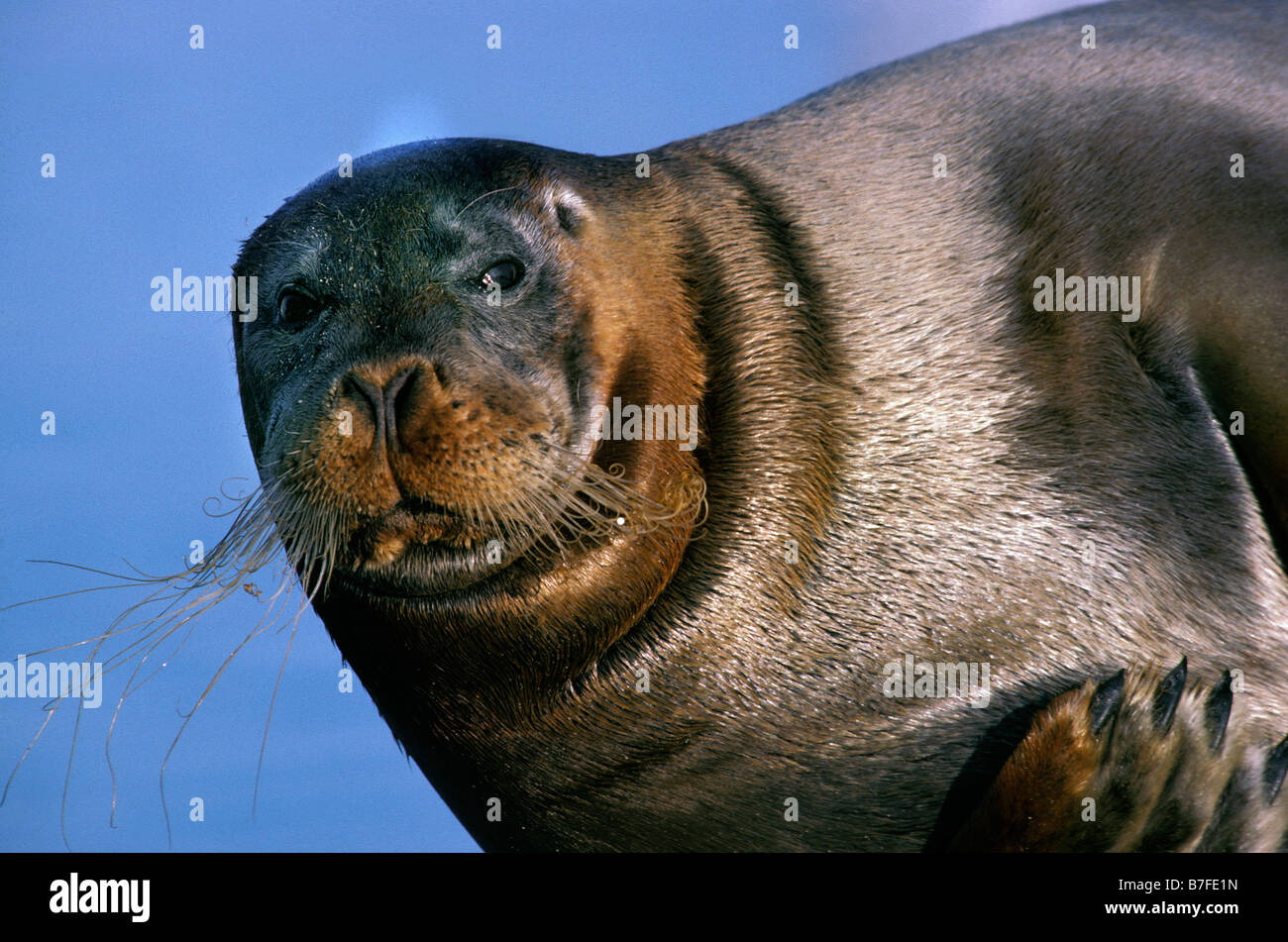 BEARDED SEAL ERIGNATHUS BARBATUS SPITZBERGEN NORWAY animal animals ...