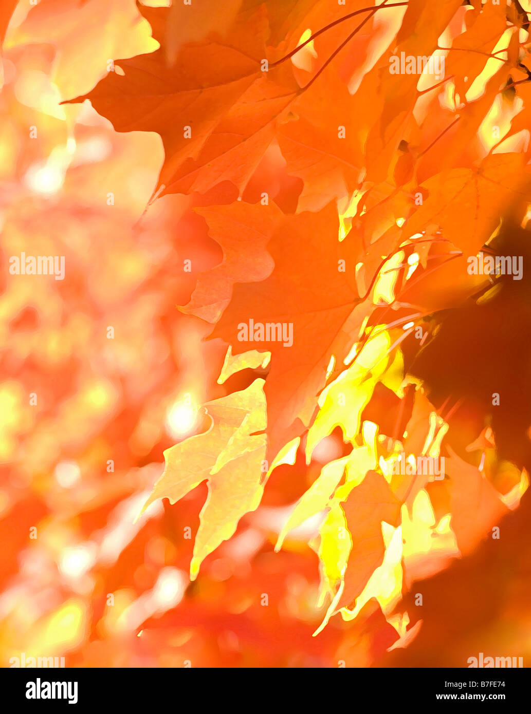 Faded foliage hi-res stock photography and images - Alamy