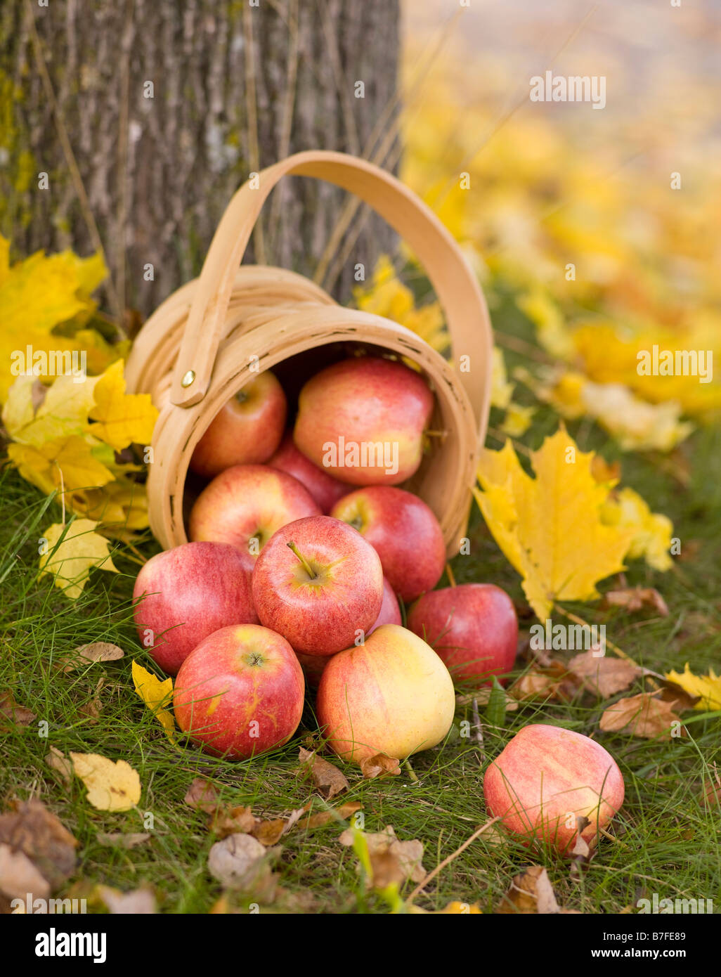 Basket full of fresh crispy apples surrounded by autumn foliage Stock ...