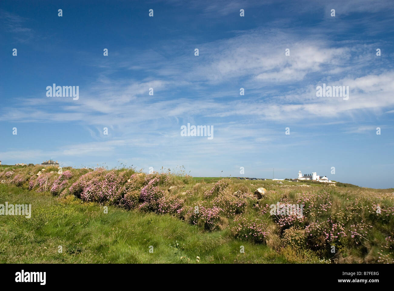 Summer hedgerow flowers hi-res stock photography and images - Alamy