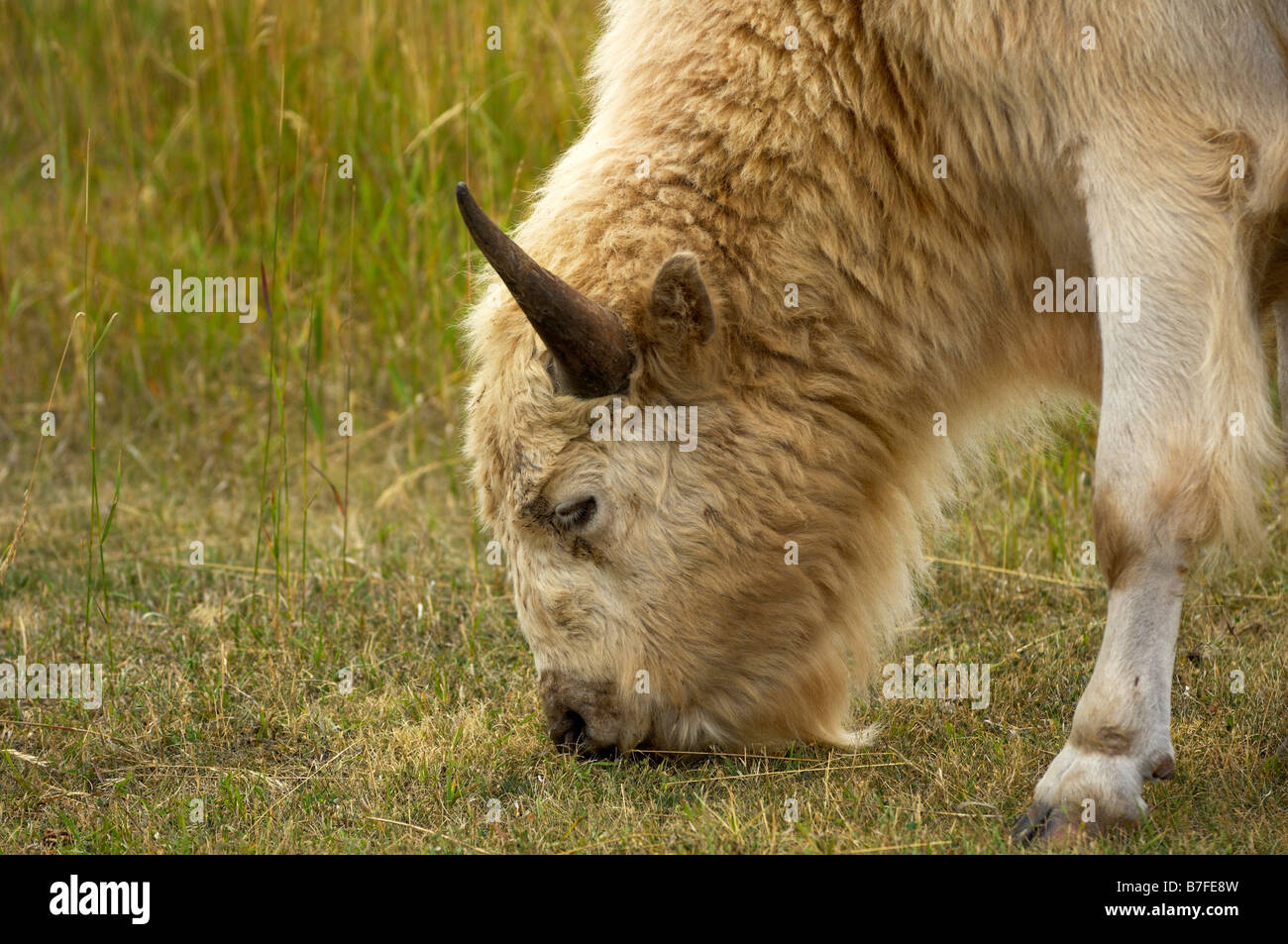 The white buffalo hi-res stock photography and images - Alamy