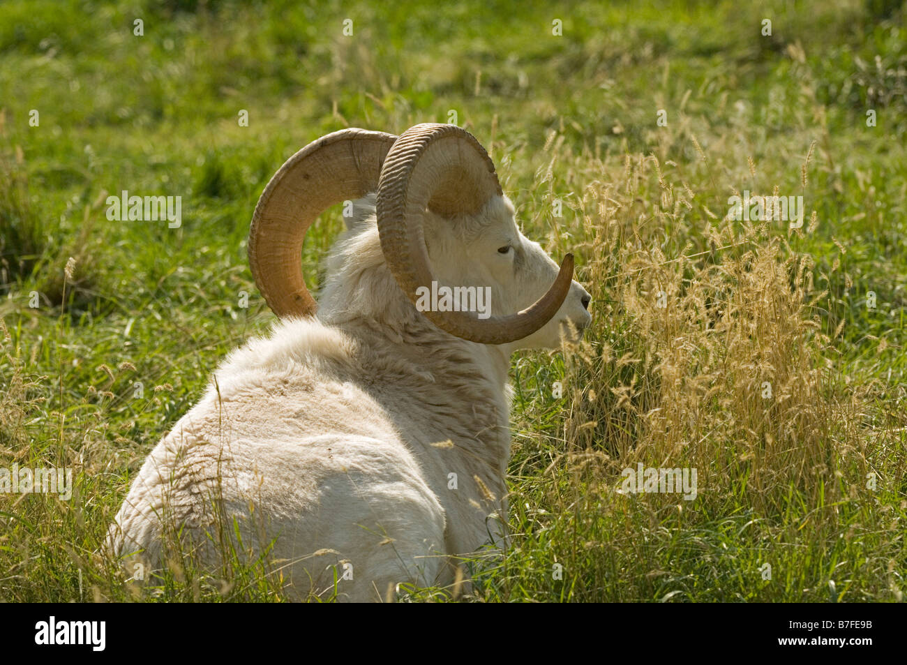 Dahl Sheep Male Stock Photo - Alamy