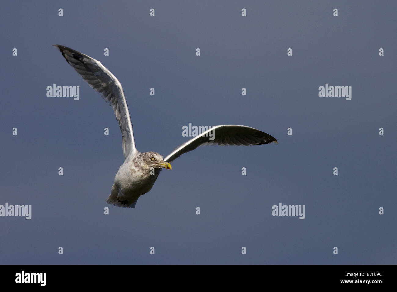 Seagull in flight Stock Photo - Alamy