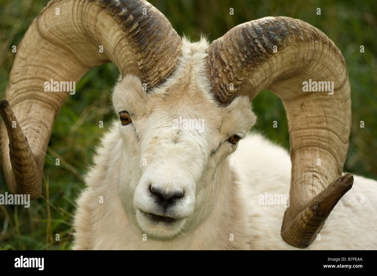 Dahl Sheep Male Stock Photo - Alamy