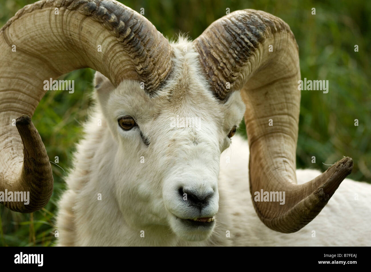 Dahl Sheep Male Stock Photo - Alamy
