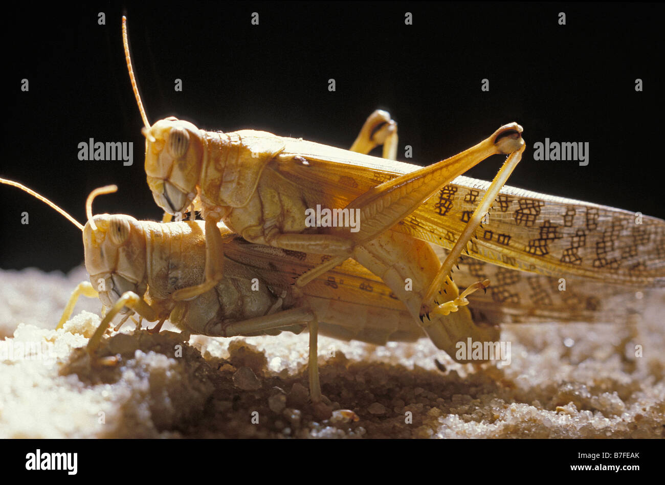 CRIQUET PELERIN schistocerca gregaria DESERT LOCUST GRASSHOPER ANIMAL ...