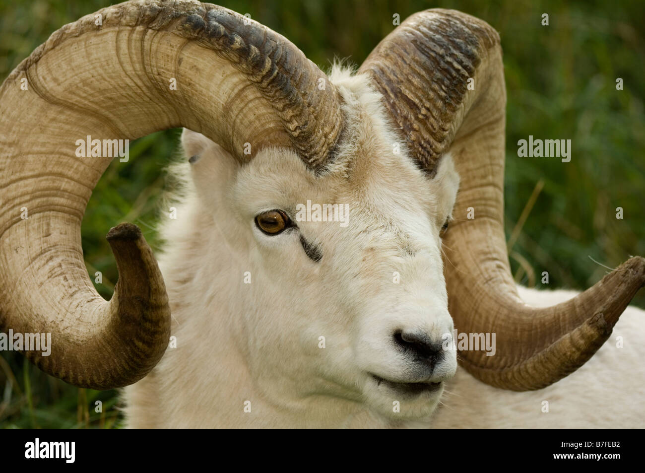 Dahl Sheep Male Stock Photo - Alamy