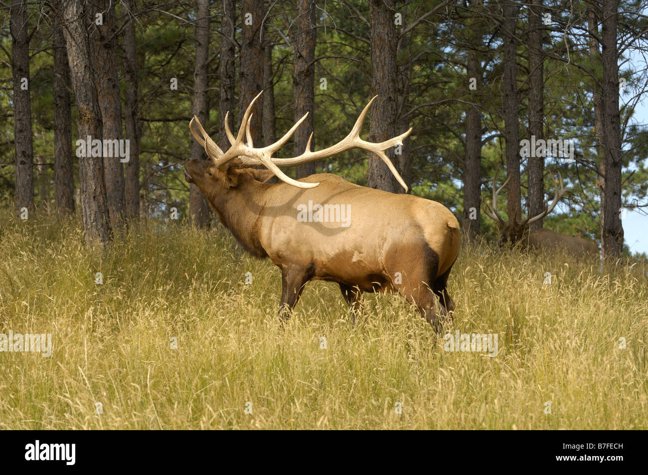 Male Elk Rut scrape breeding behavior wapati Stock Photo - Alamy