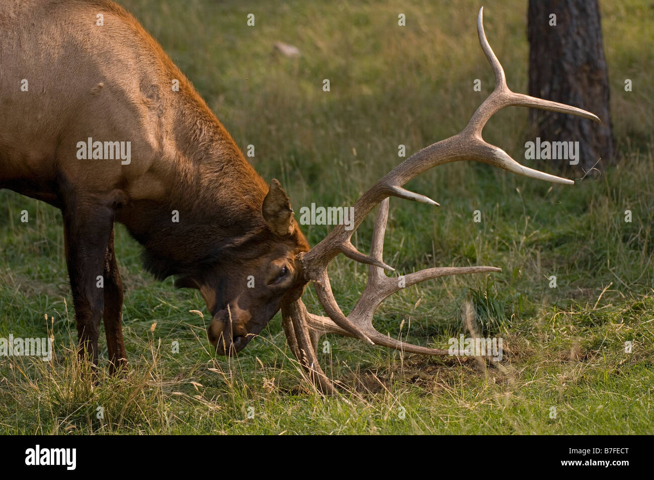 Male Elk at a scrape during the rut Stock Photo - Alamy