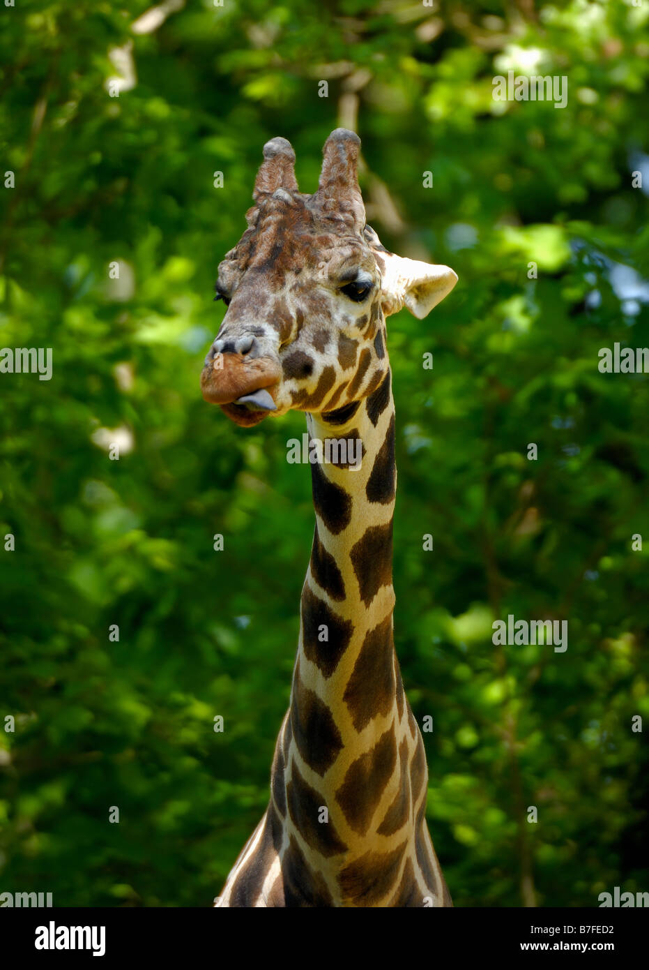 Long giraffe tongue hi-res stock photography and images - Alamy