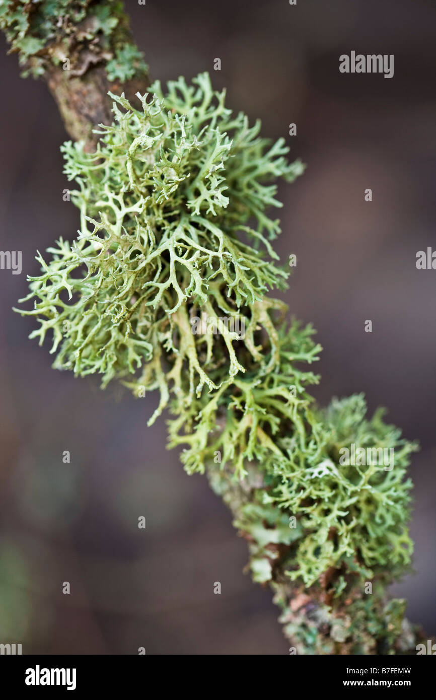 Lichen fungus fungi tree hi-res stock photography and images - Alamy