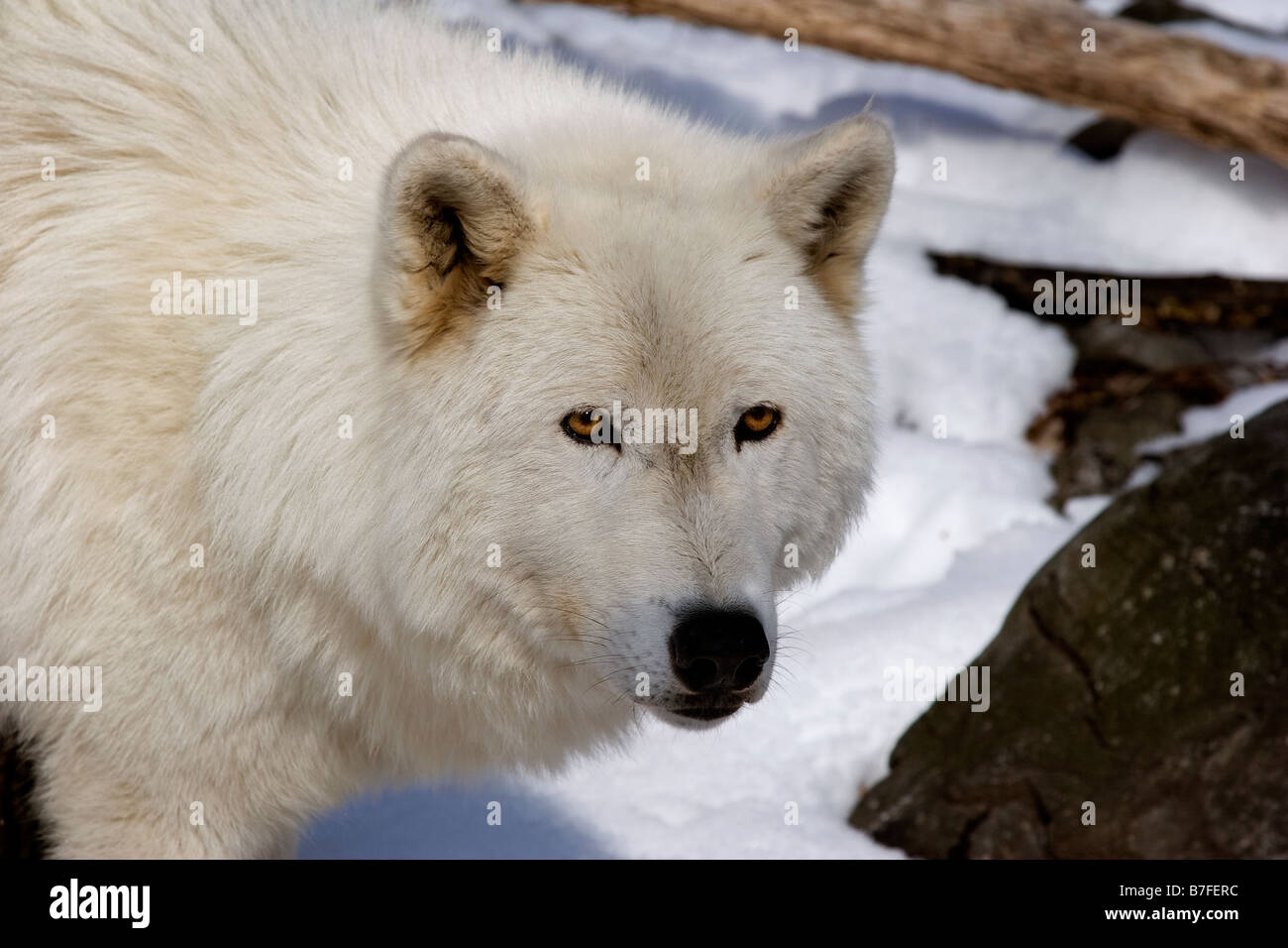 Arctic Wolf Snow Stock Photos & Arctic Wolf Snow Stock Images - Alamy