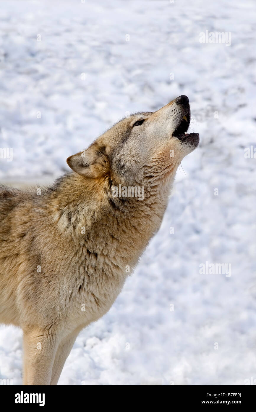 Timber Wolf Canis lupus lycaon howling in snow Stock Photo - Alamy