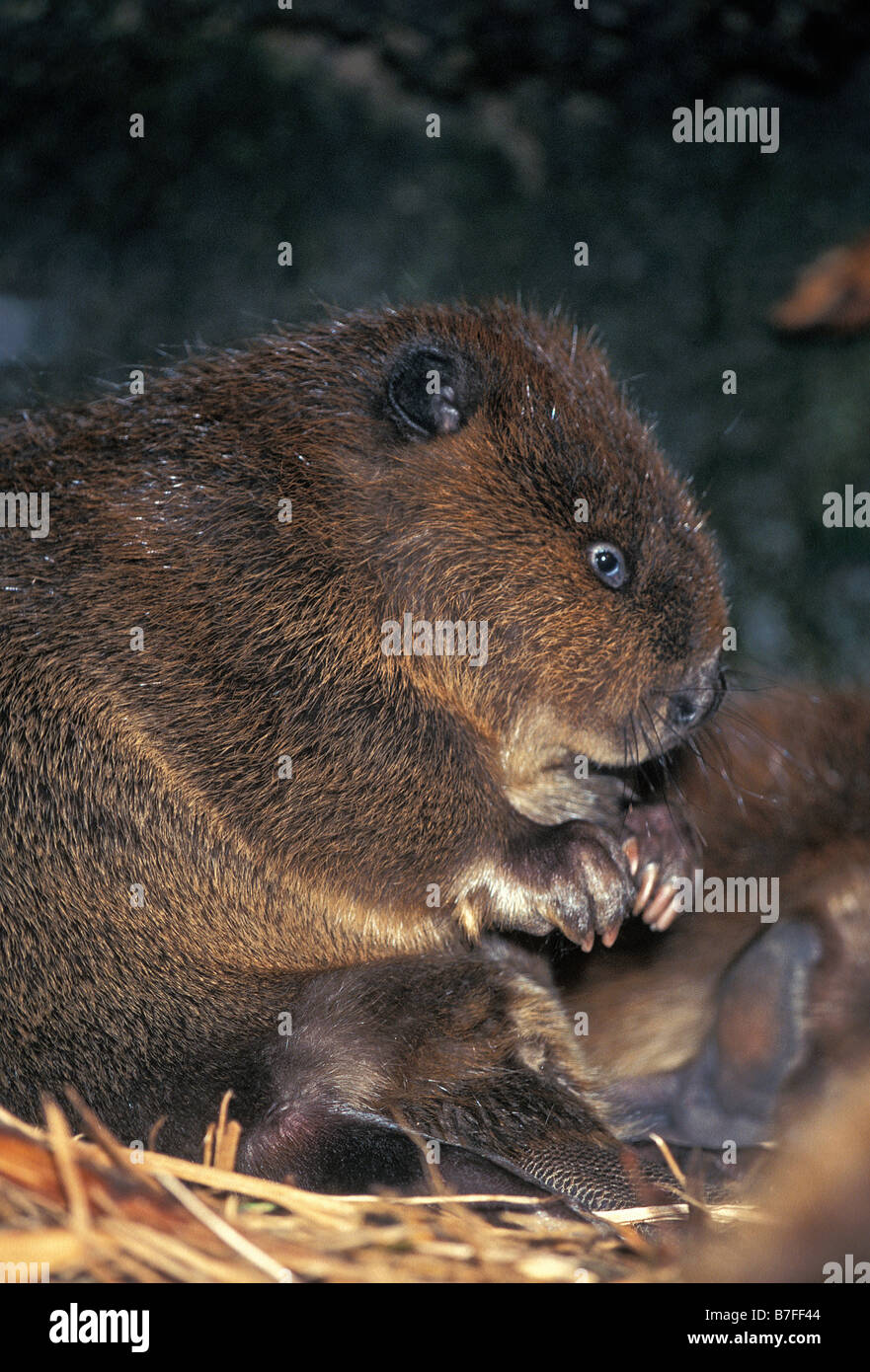 CASTOR DU CANADA castor fiber canadensis Etats Unis Amerique Canada ...