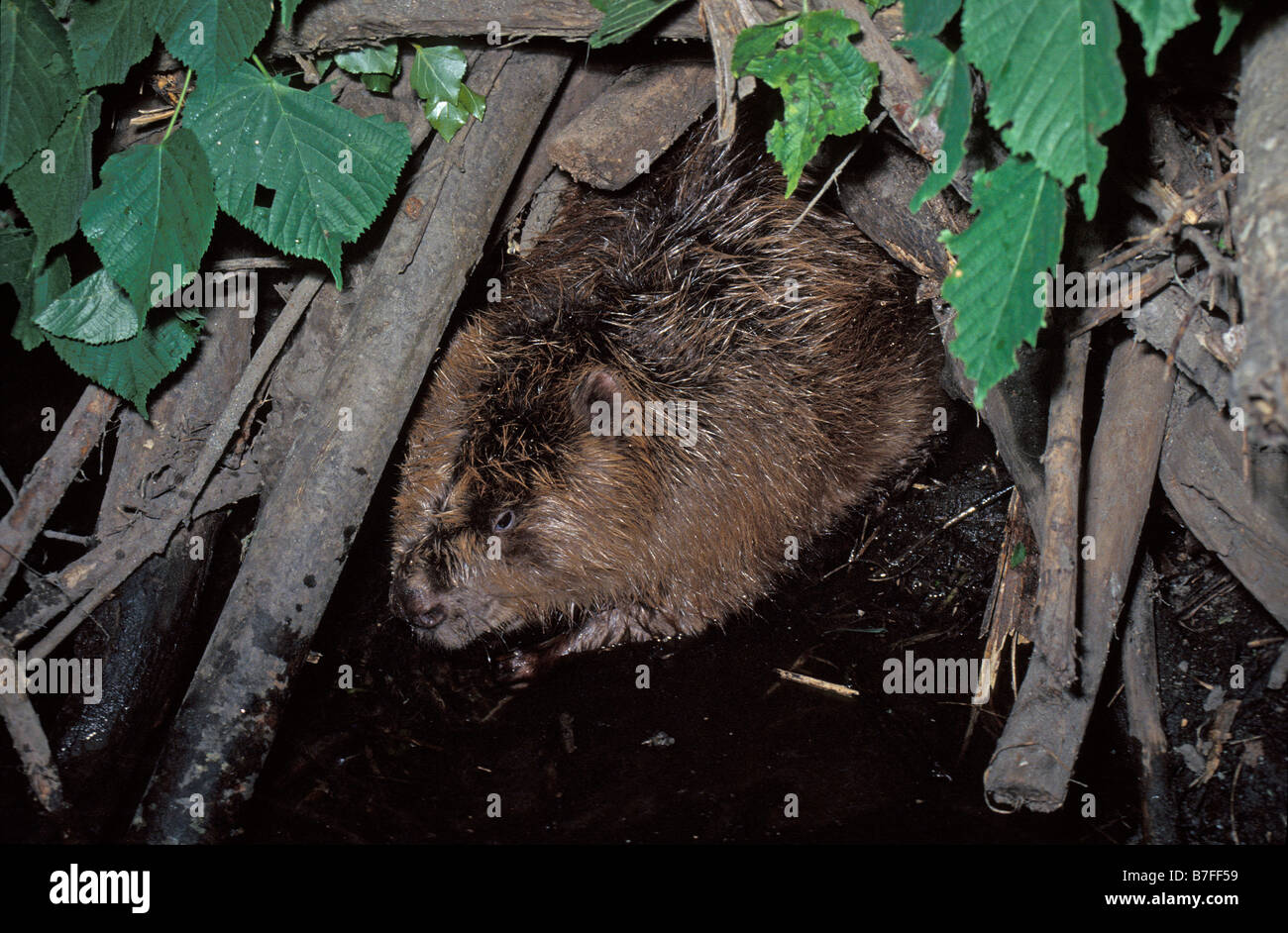 CASTOR castor fiber Europe EUROPEAN BEAVER ANIMAL MAMMIFERE MAMMAL ...