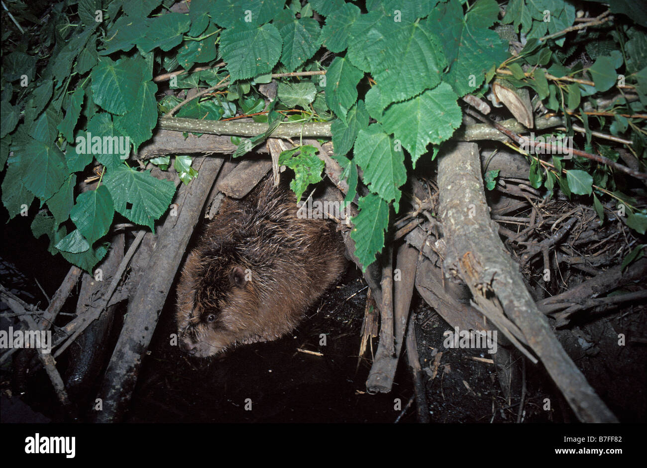 CASTOR castor fiber Europe EUROPEAN BEAVER ANIMAL MAMMIFERE MAMMAL ...