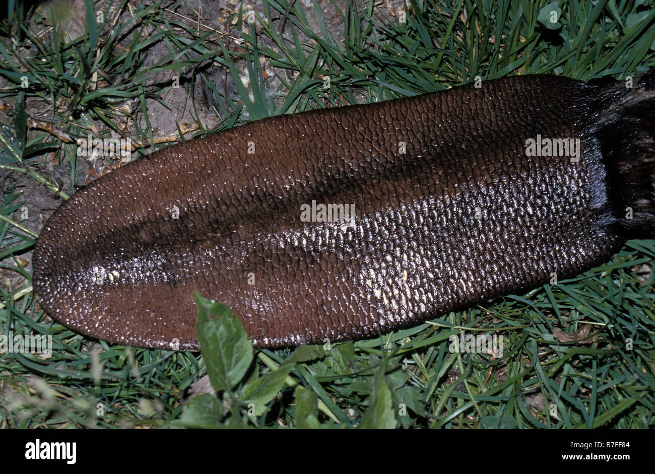 CASTOR castor fiber Europe EUROPEAN BEAVER ANIMAL MAMMIFERE MAMMAL ...