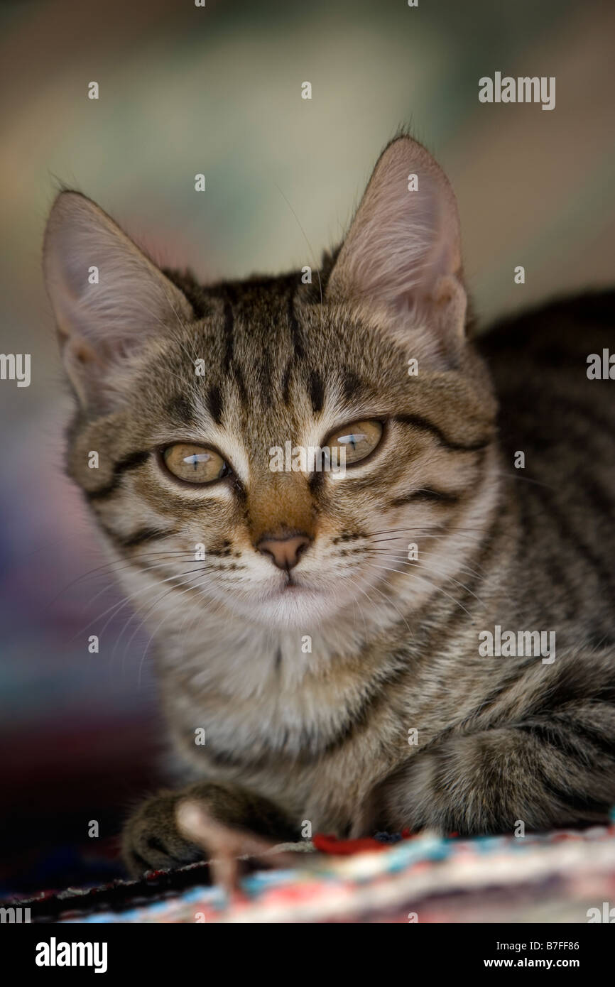 portrait of a cat Stock Photo - Alamy