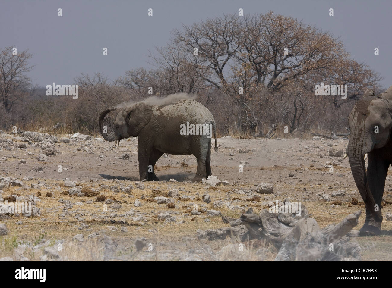 Elephant blowing dust hi-res stock photography and images - Alamy