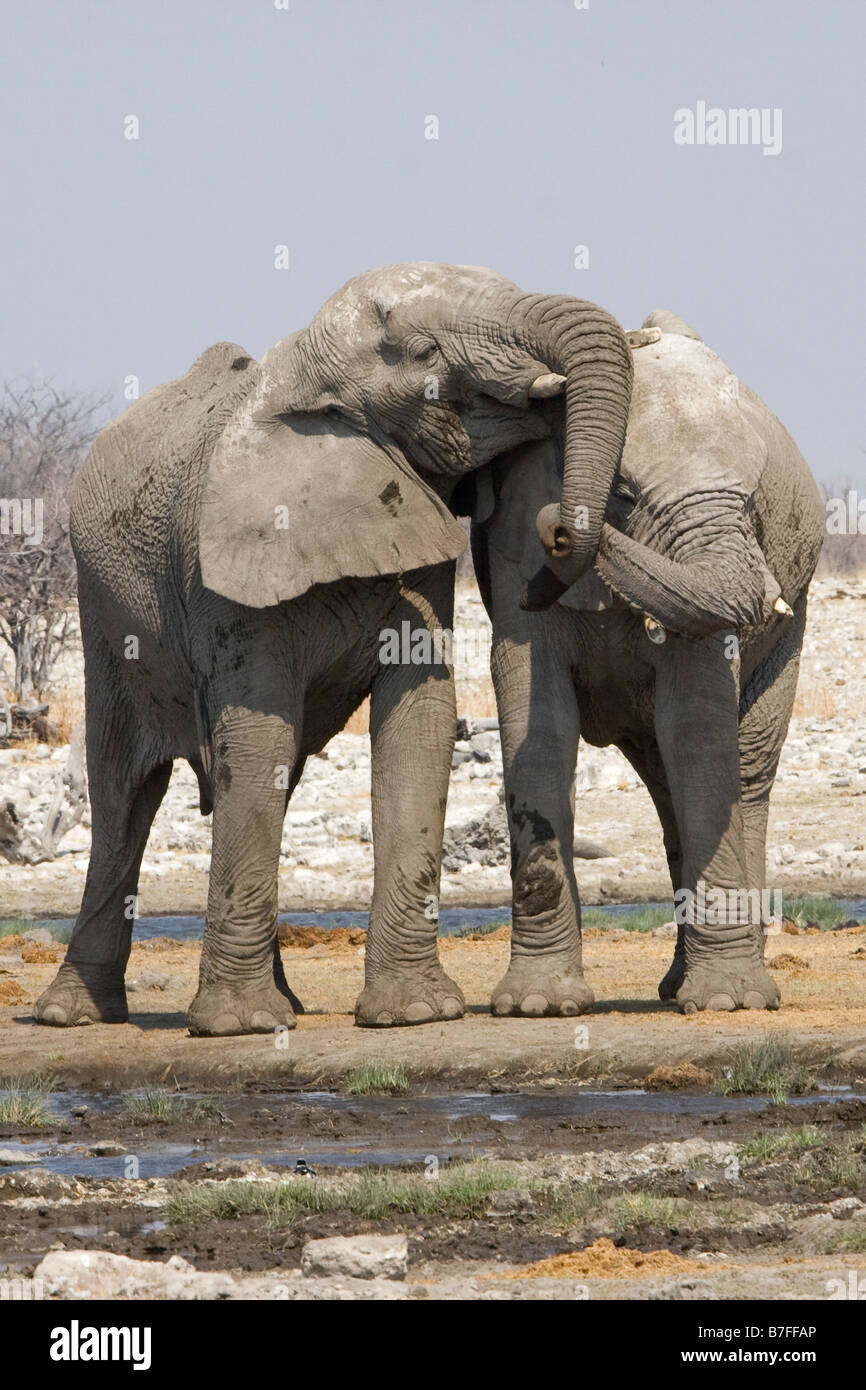 elephants greeting at waterhole Stock Photo - Alamy