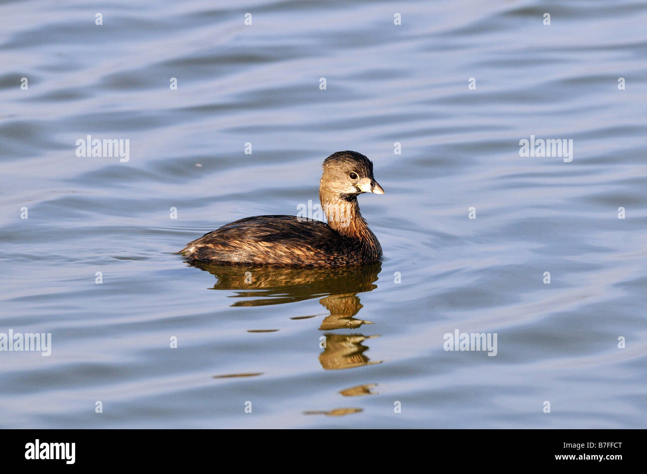 Grebe duck hi-res stock photography and images - Alamy