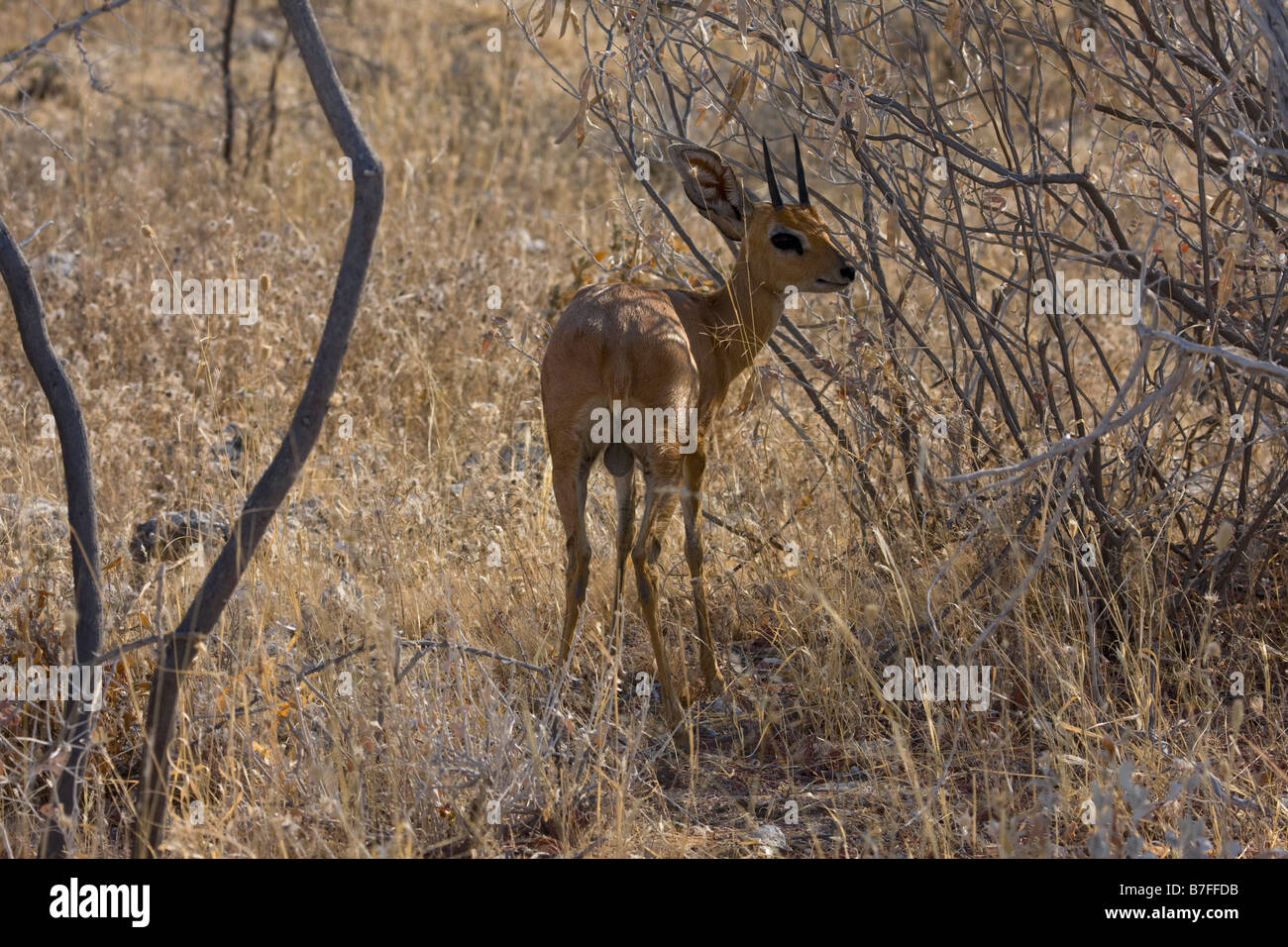 Steinbok Stock Photos & Steinbok Stock Images - Alamy