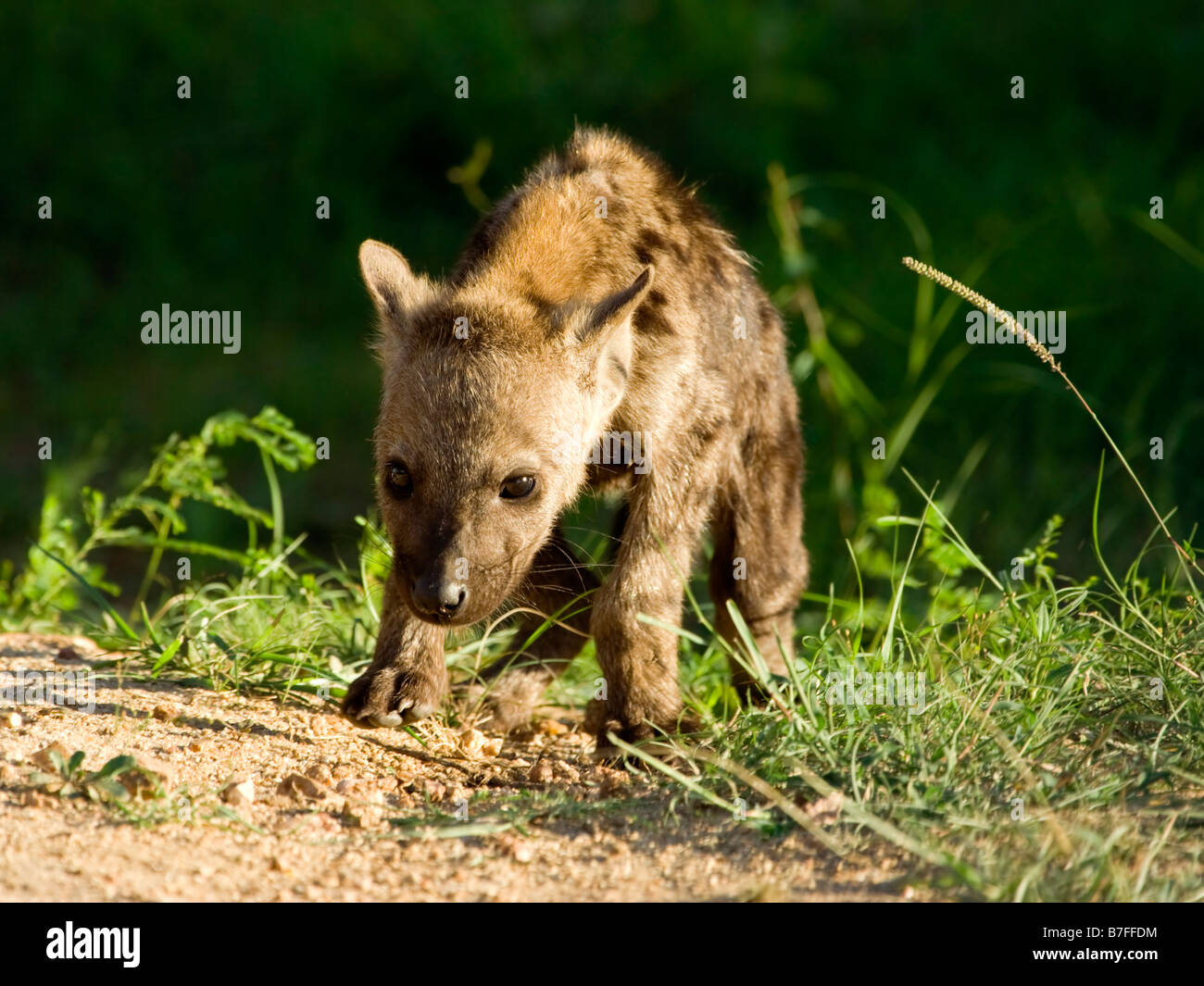 A cute hyena cub comes out of the den and into the golden sunlight in ...