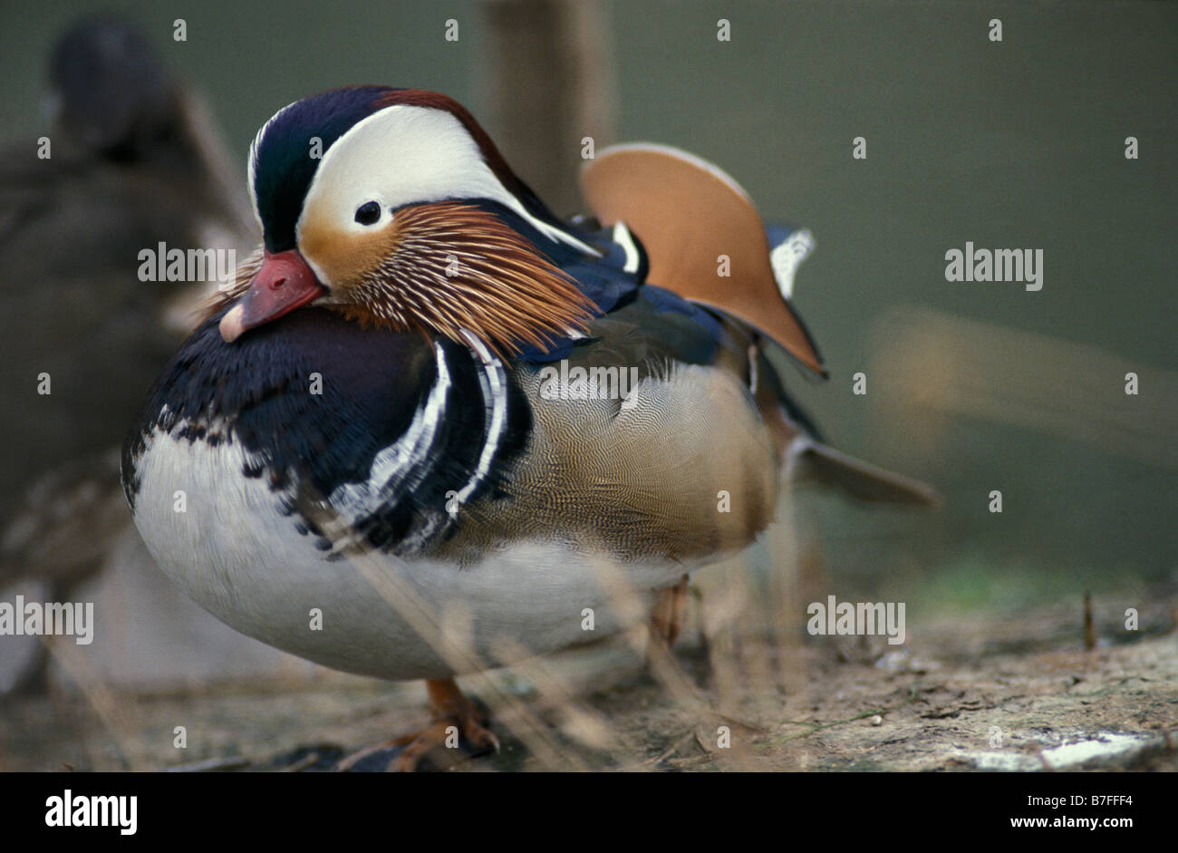 Mandarin Duck Aix galericulata Anatidae Anseriformes Duck Mandarin ...