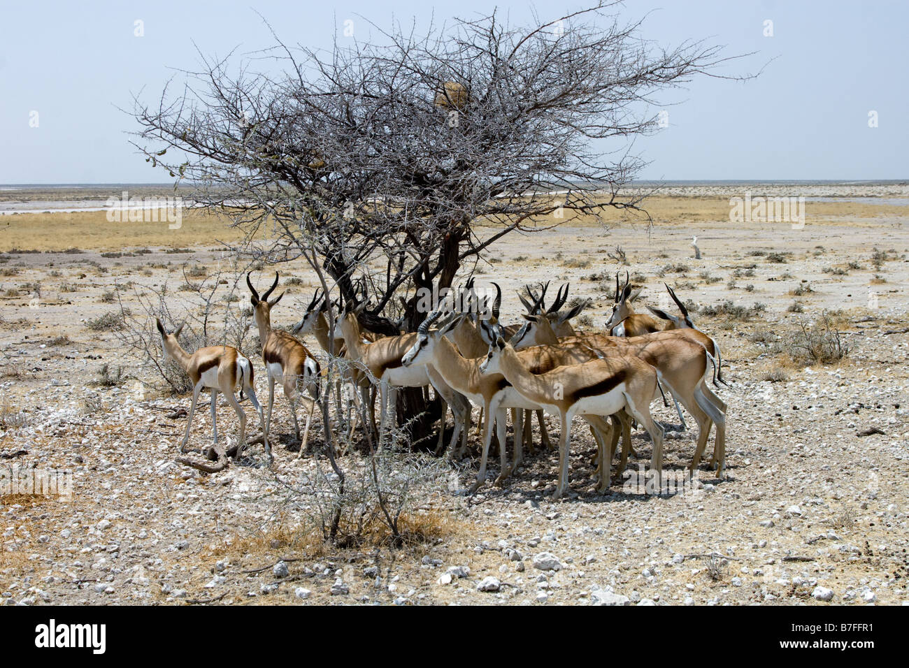 Springbok in the shade hi-res stock photography and images - Alamy