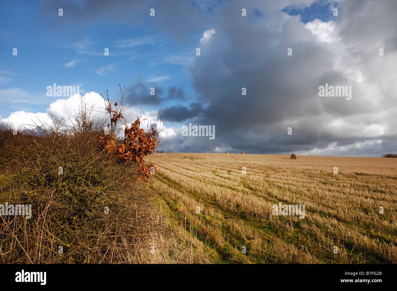 Hedge and stubble field in winter Stock Photo - Alamy