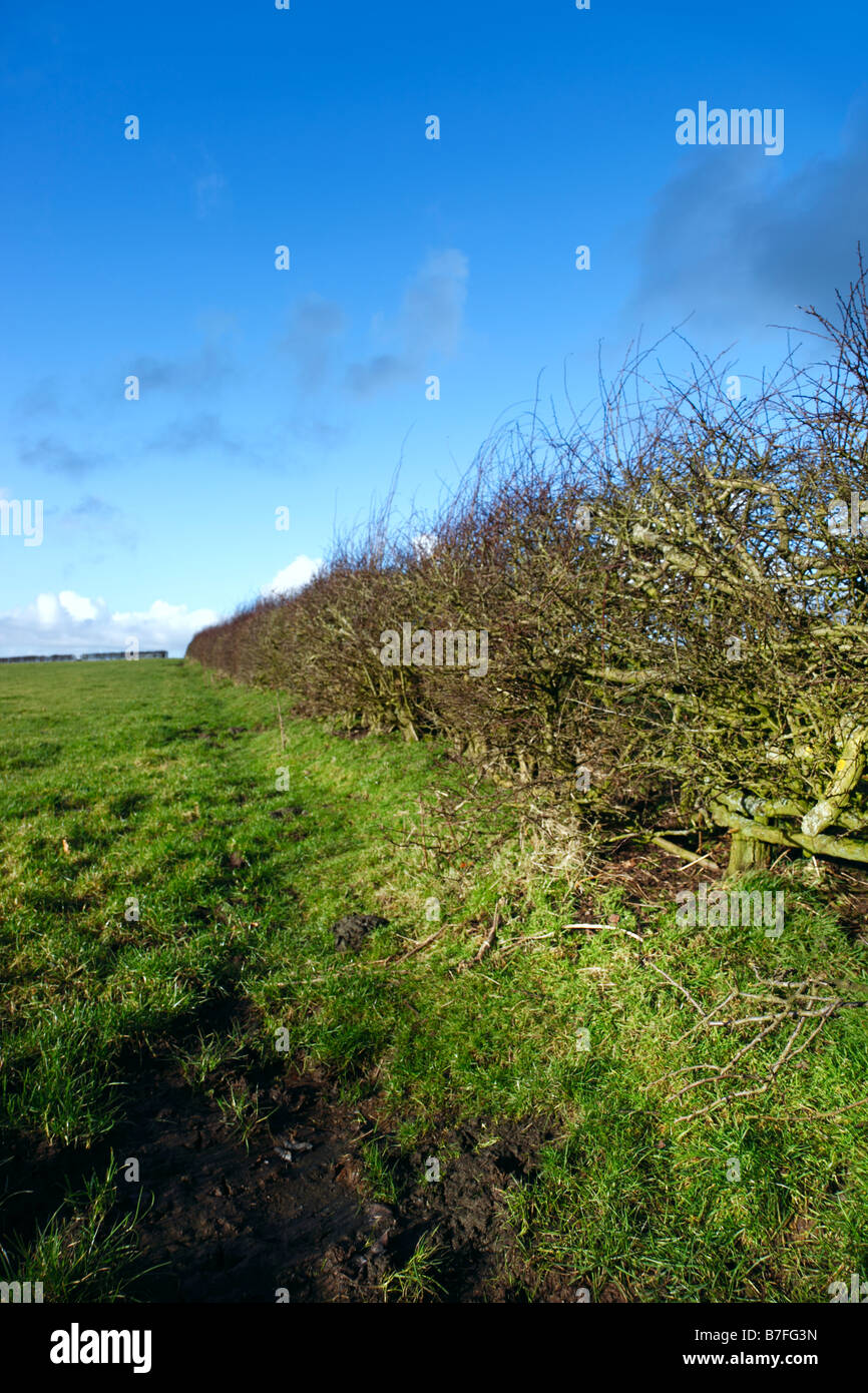 English hedgerow hi-res stock photography and images - Alamy