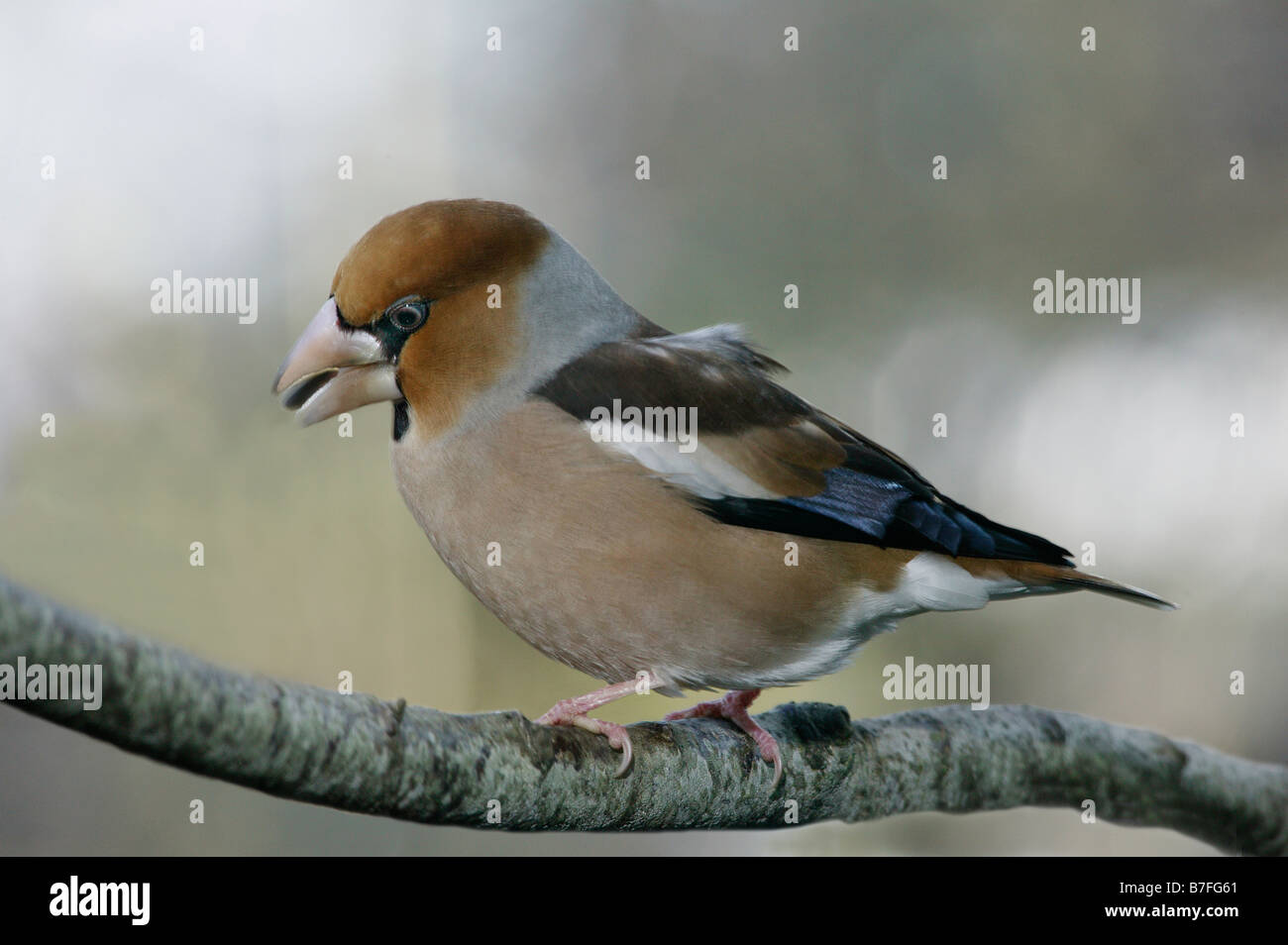 Birds kernbeisser hi-res stock photography and images - Alamy