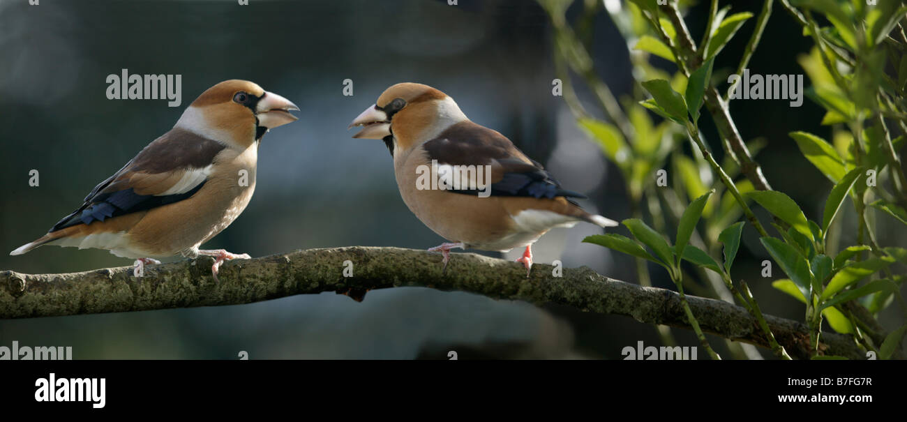 Finches of europe hi-res stock photography and images - Alamy