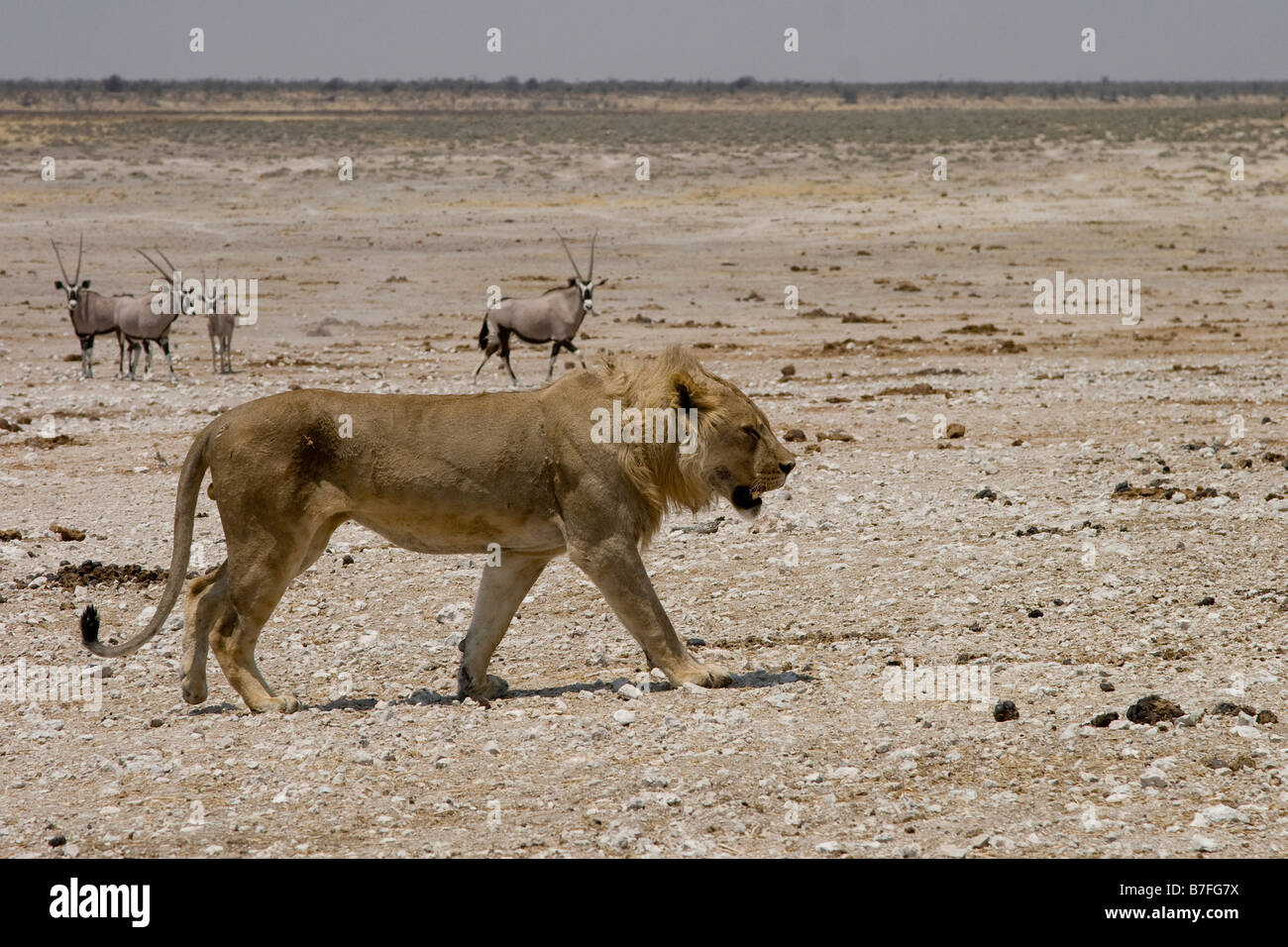 Lion prowling hi-res stock photography and images - Alamy