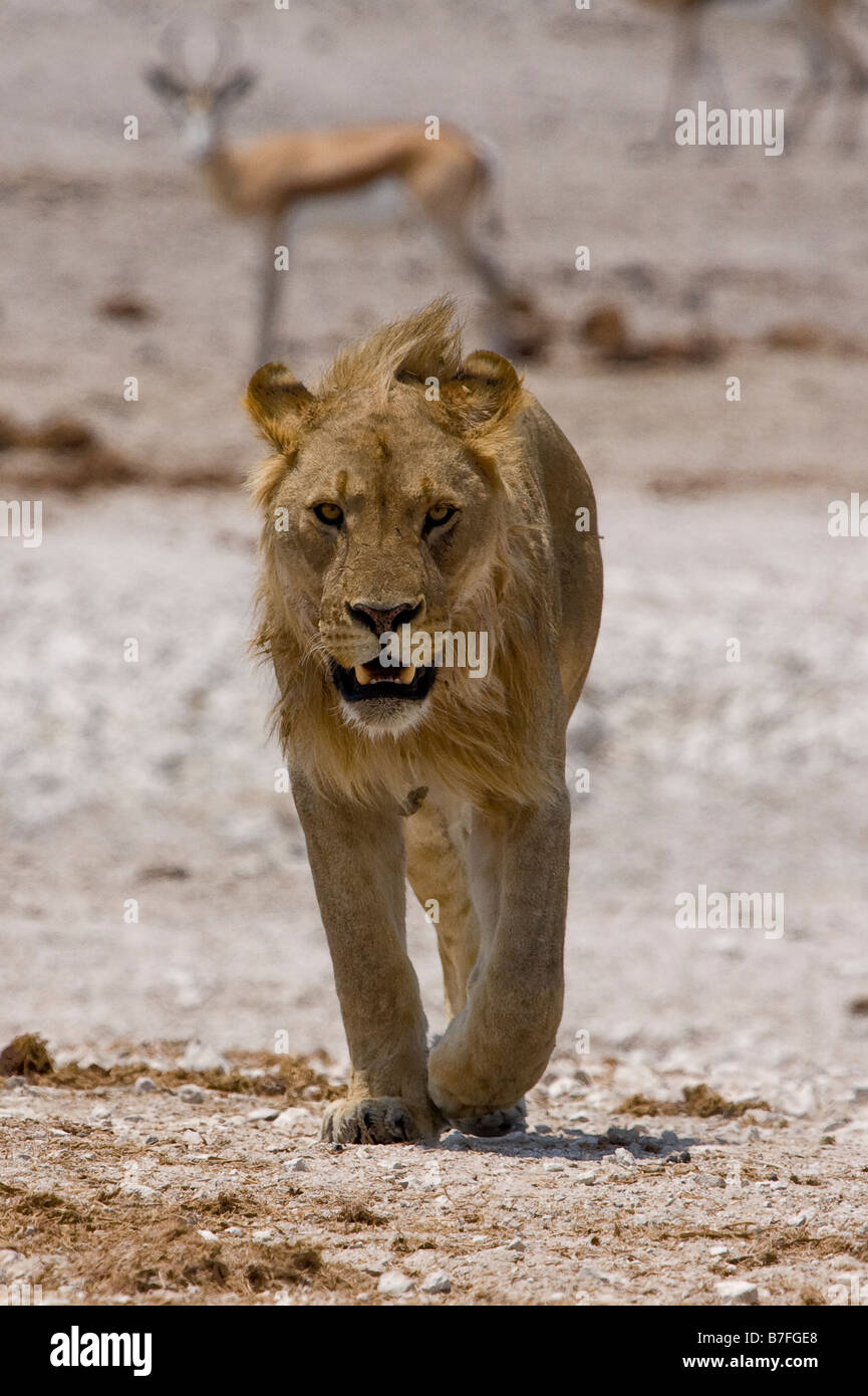 Lion prowling hi-res stock photography and images - Alamy