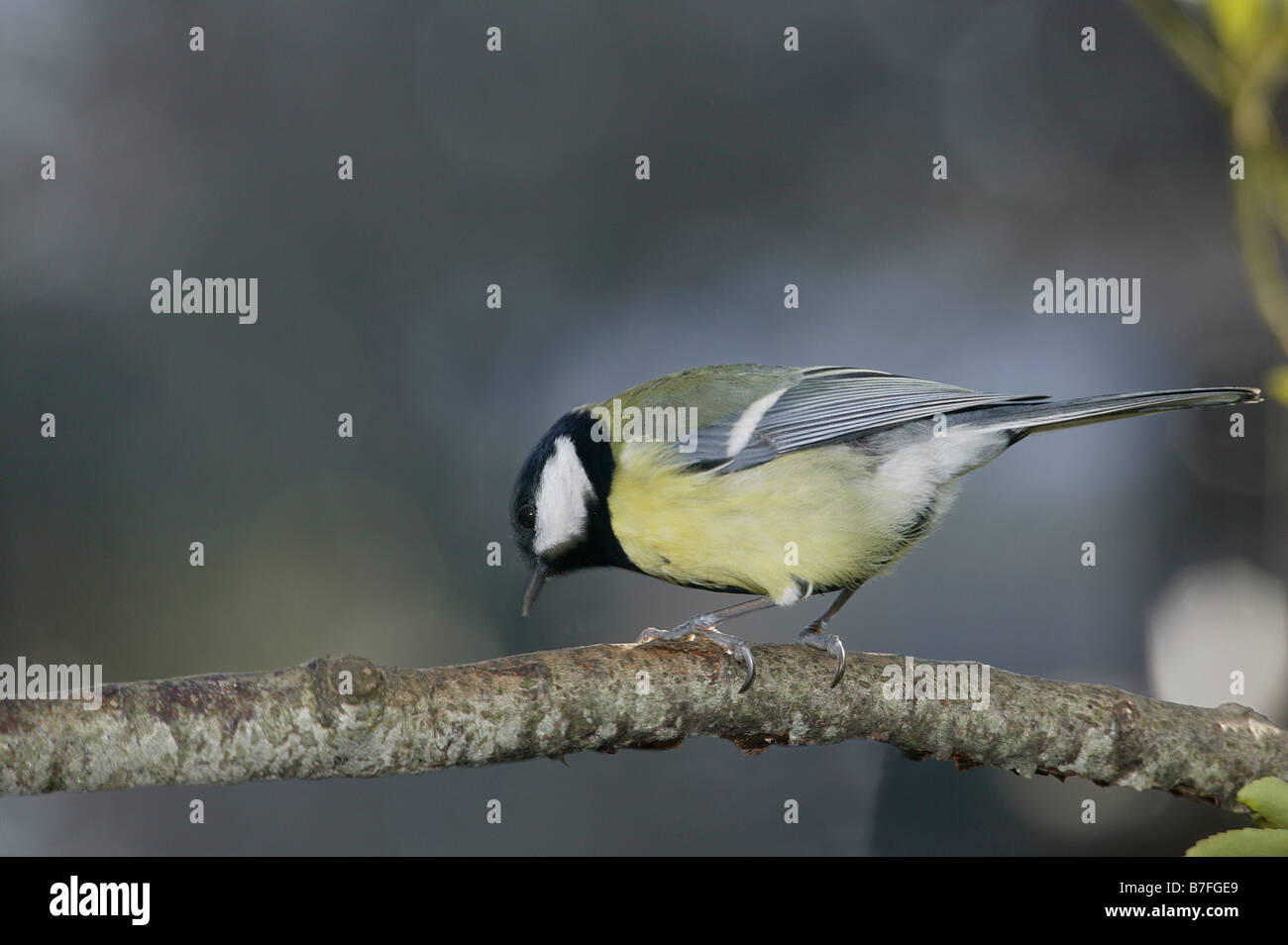 mesange charbonniere Kohlmeise Great Tit Parus major perched on branch ...