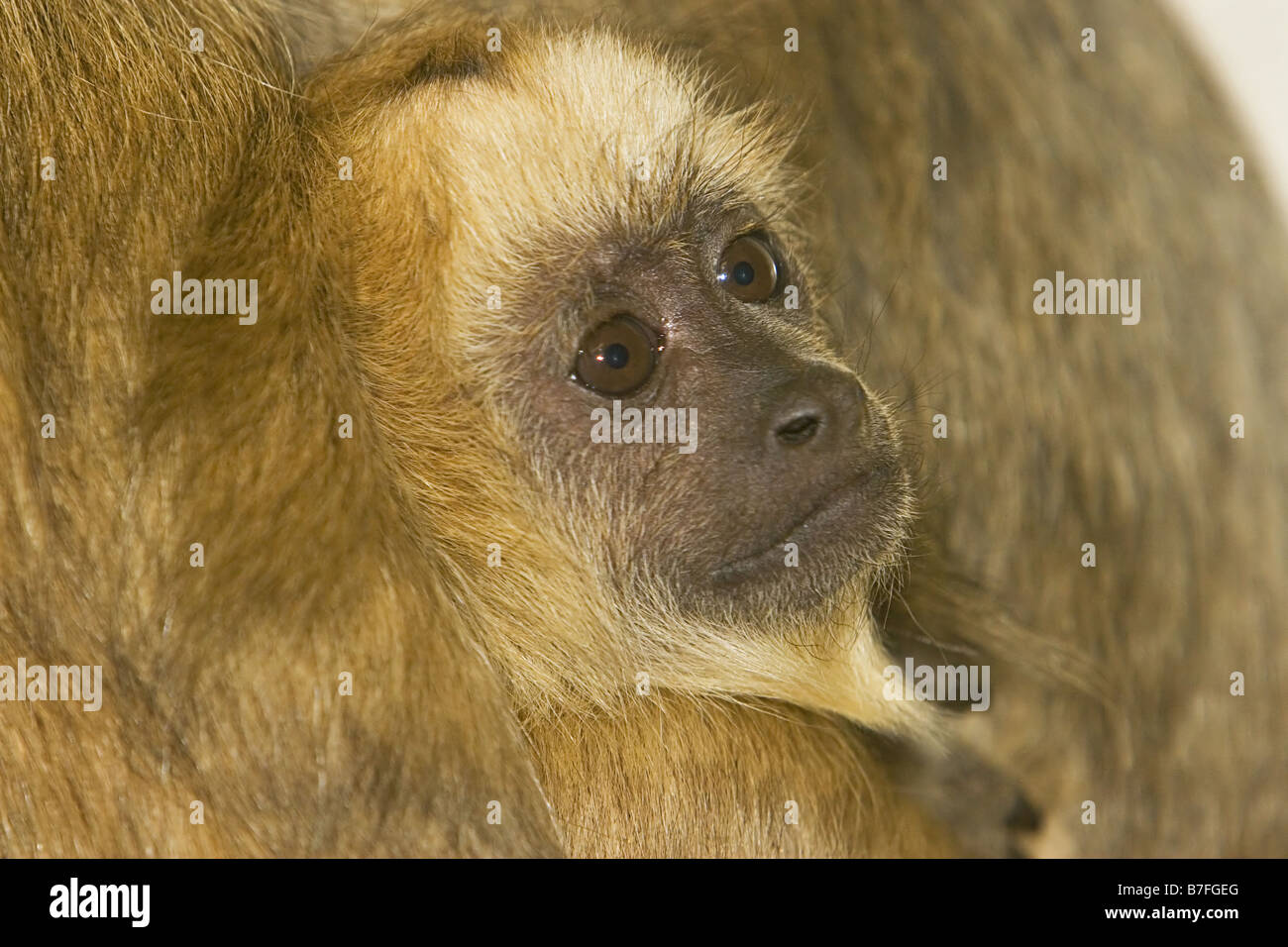 Baby Howler Monkey Stock Photo - Alamy
