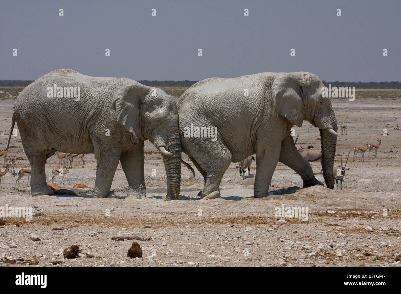 Animal pushing another animal hi-res stock photography and images - Alamy
