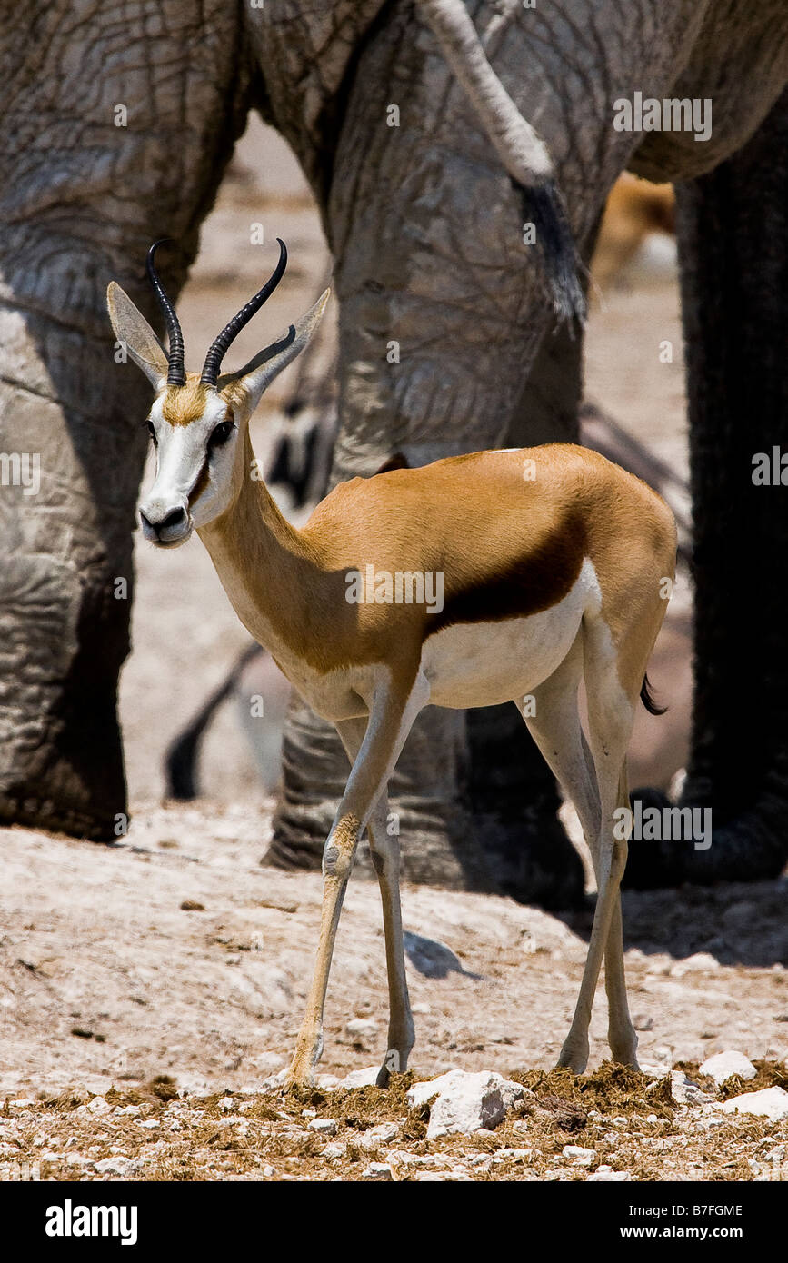 springbok dwarfed by elephant legs in background Stock Photo - Alamy
